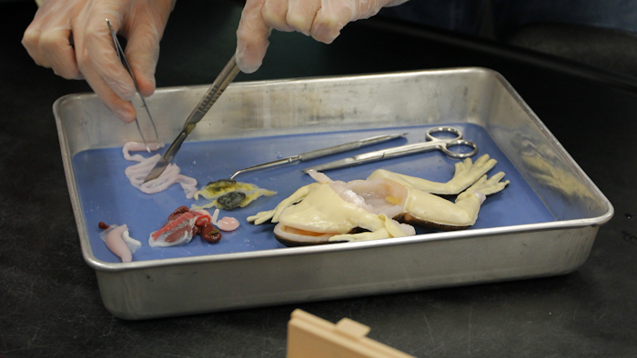 School Dissects Synthetic Frogs | Design and Development Today