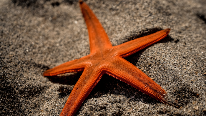 Starfish Could Inspire Better Robots | Design and Development Today
